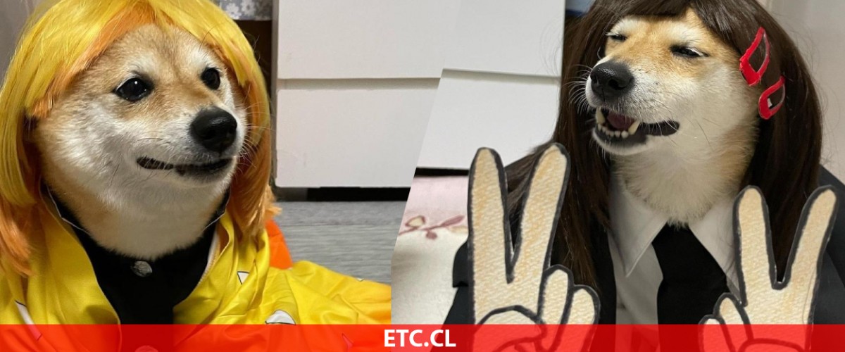 Conoce al perro cosplayer que la rompe en Instagram | ETC