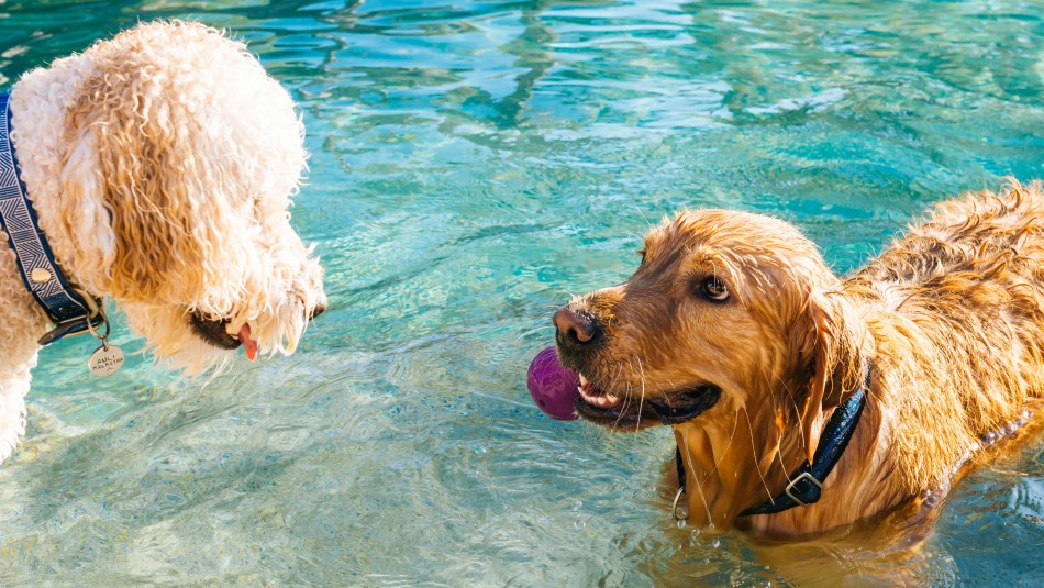 Estas son las señales que te ayudarán a detectar si tu perro tiene ...