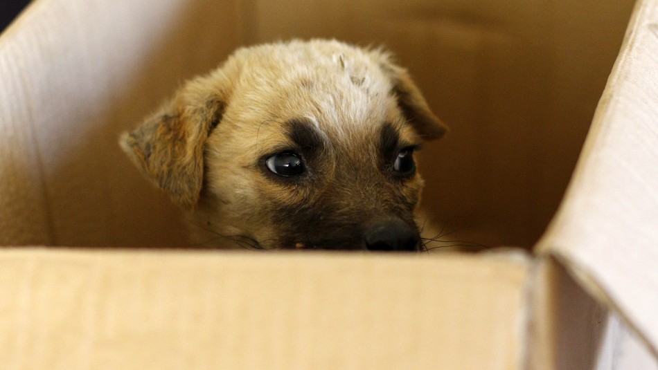 Sanos e inteligentes: Así son los quiltros chilenos según los expertos ...