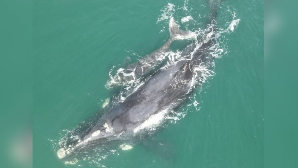 Avistan ballena franca austral junto a su cría en las costas Concón ...
