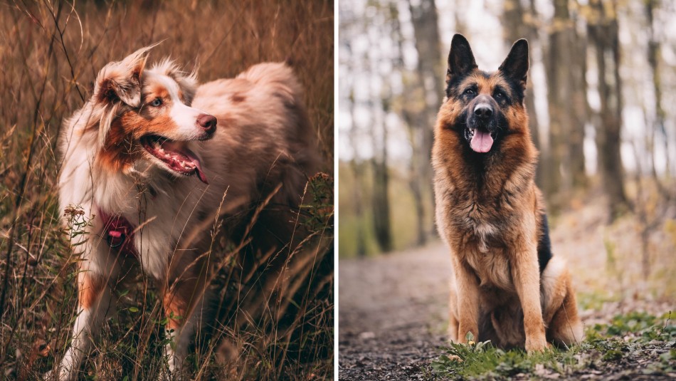 Guardianes a toda prueba: Estos son los perros de pastoreo que son los ...