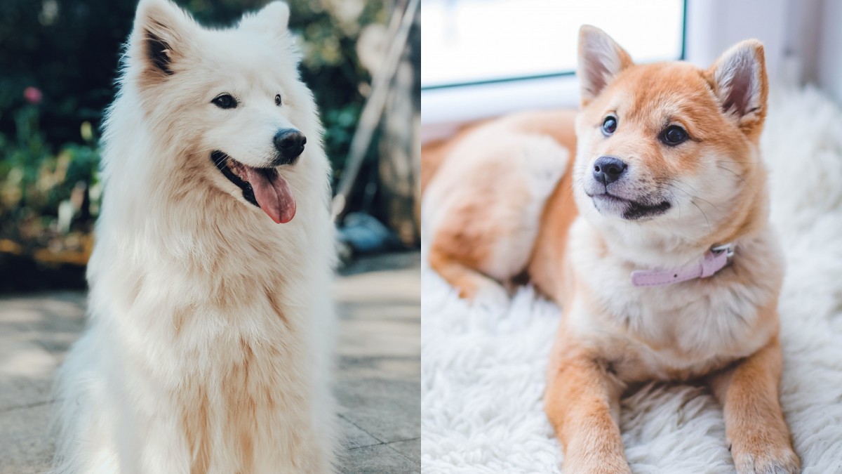 ¿Adentro o fuera de la casa? Expertos explican dónde deberían vivir los ...