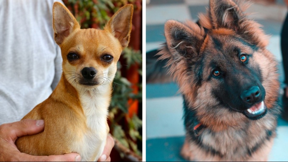 Se quedarán siempre a tu lado: Estas son las razas de perros más leales ...