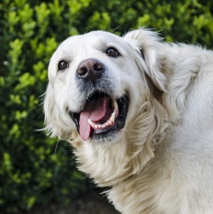 Se quedarán siempre a tu lado: Estas son las razas de perros más leales ...