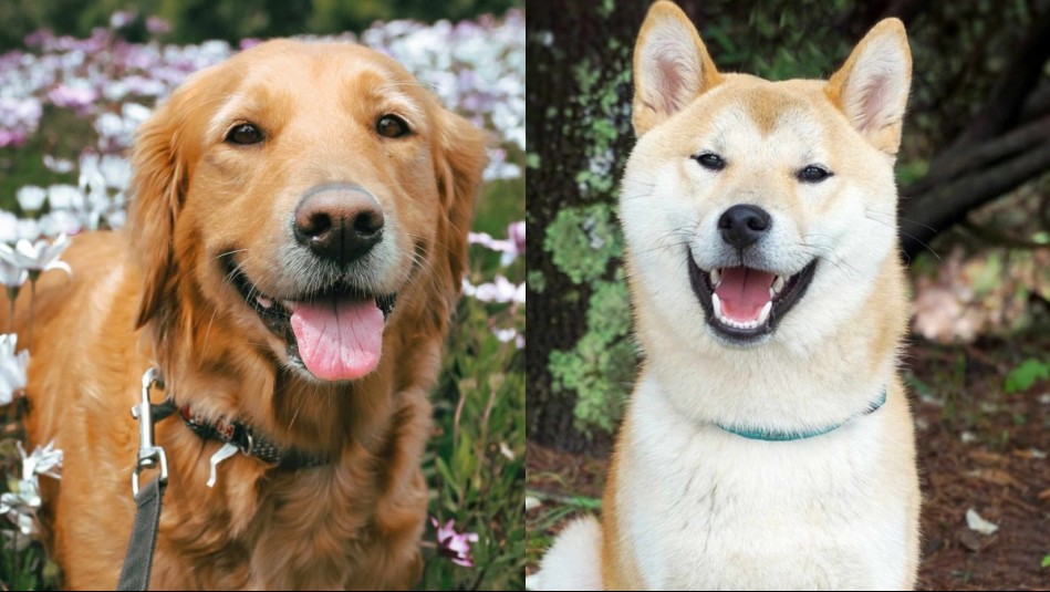 Serán tus fieles amigos: Estas son las razas de perros más leales del ...