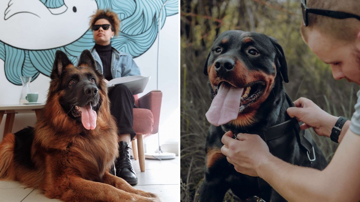 Siempre te protegerán: Estas son 6 razas de perros considerados como ...