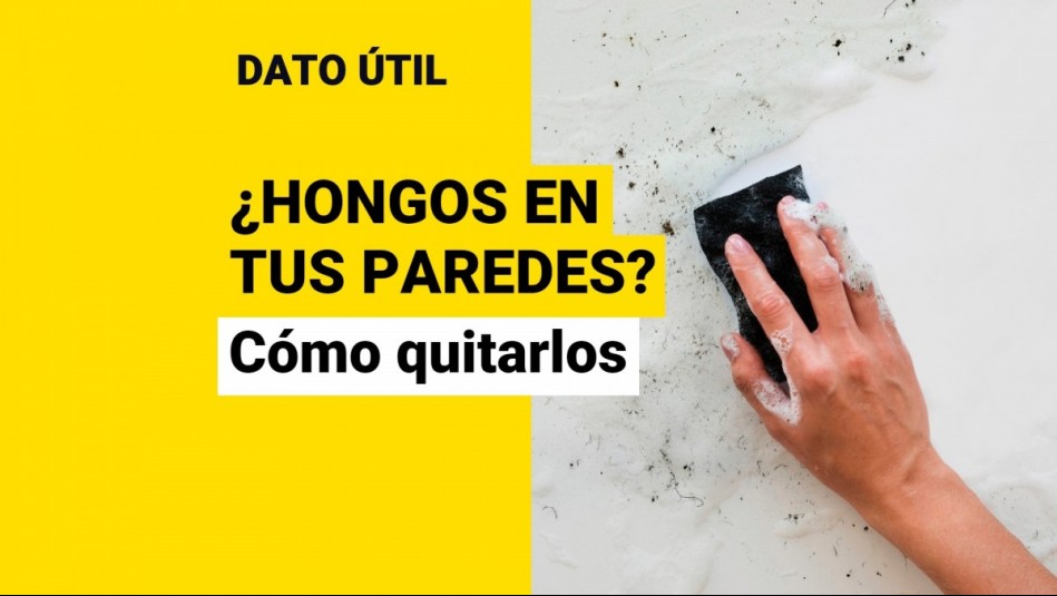 ¿Hay hongos en las paredes de tu casa? Así puedes quitarlos y prevenir ...