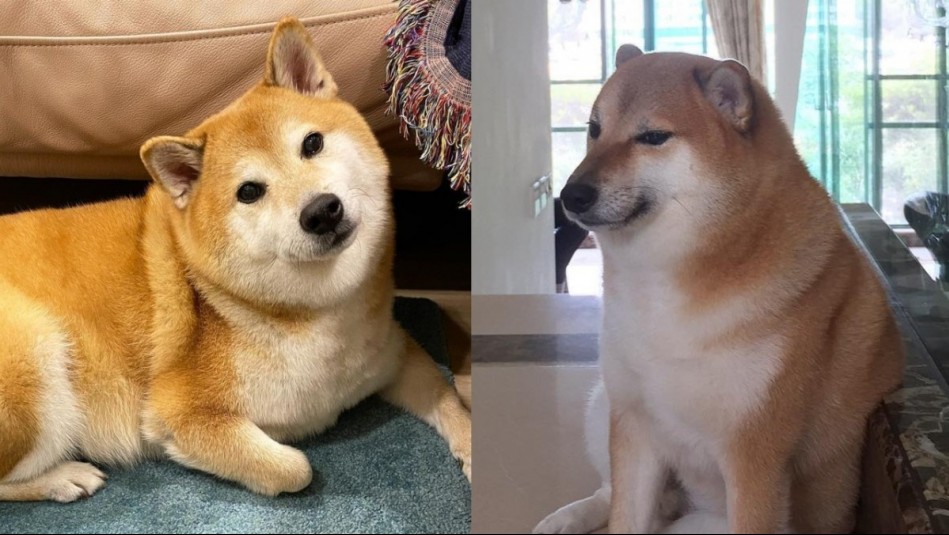 Tras luchar contra grave afección cardíaca: Murió "Cheems", el popular ...