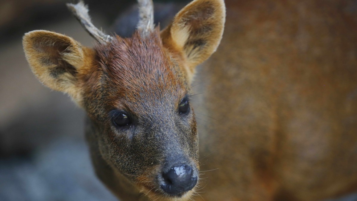 Científicos descubren una nueva especie de pudú: Estas son sus características - Meganoticias